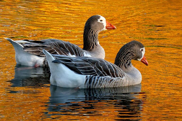 Pilgrim Goose - Breed Profile - Backyard Poultry